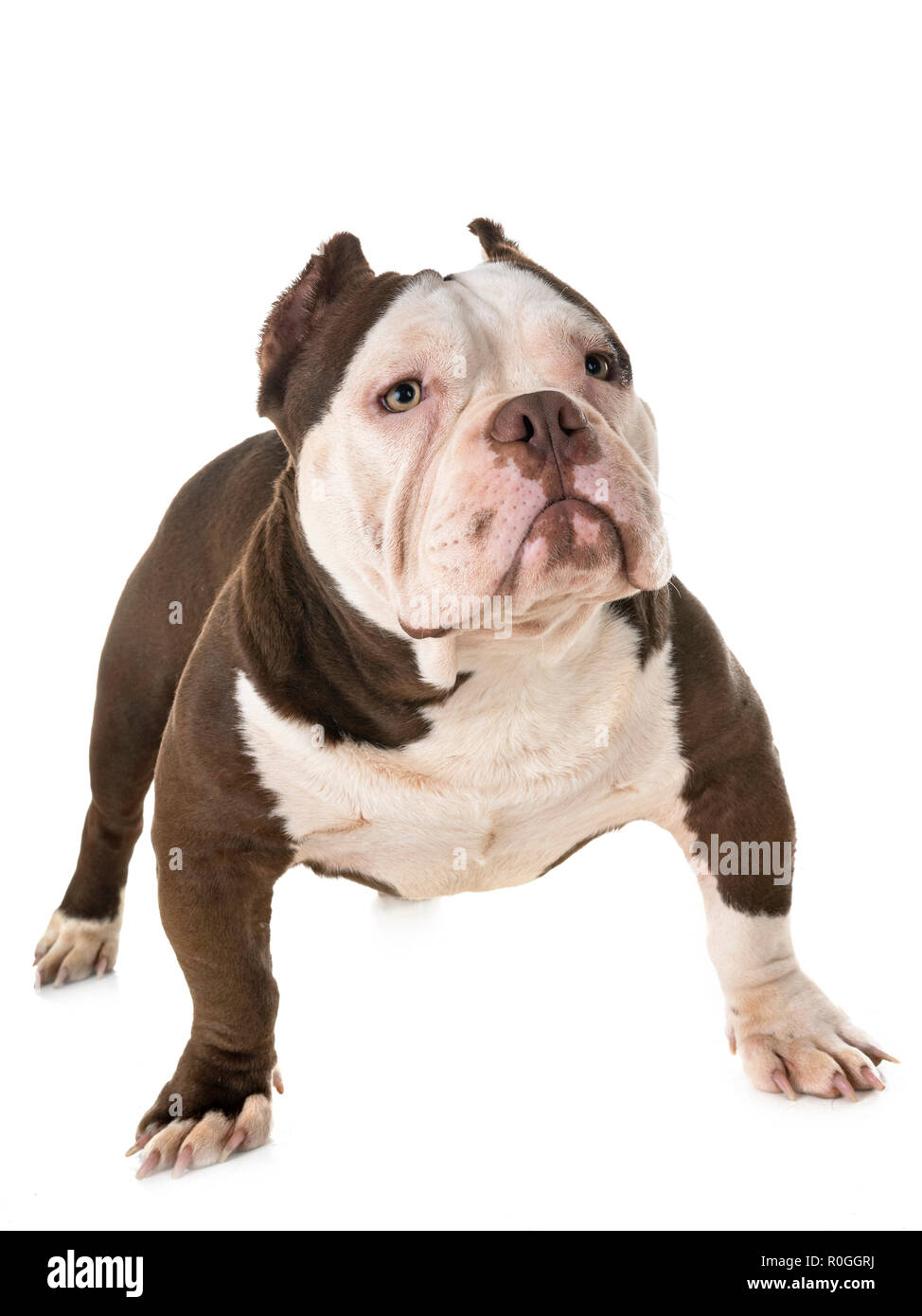 male american bully in front of white background Stock Photo - Alamy
