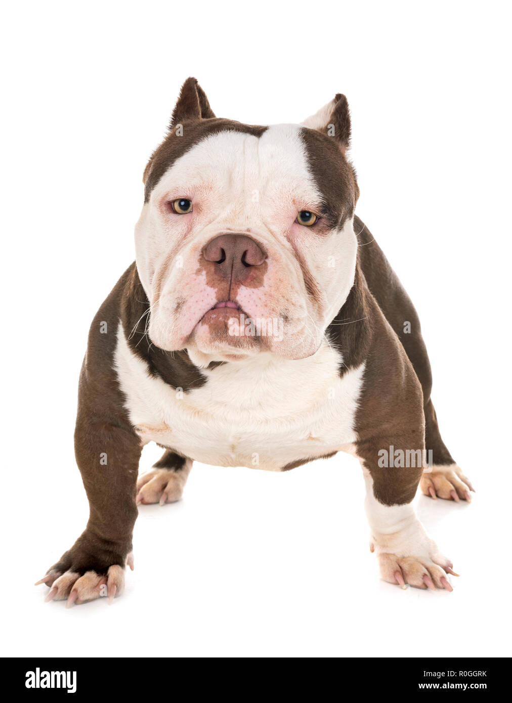male american bully in front of white background Stock Photo - Alamy