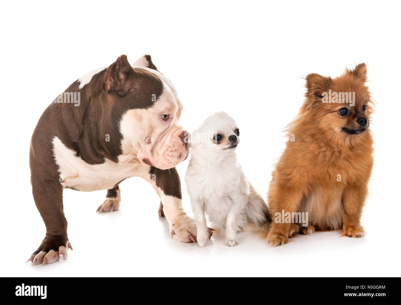 male american bully and little dogs in front of white background Stock ...