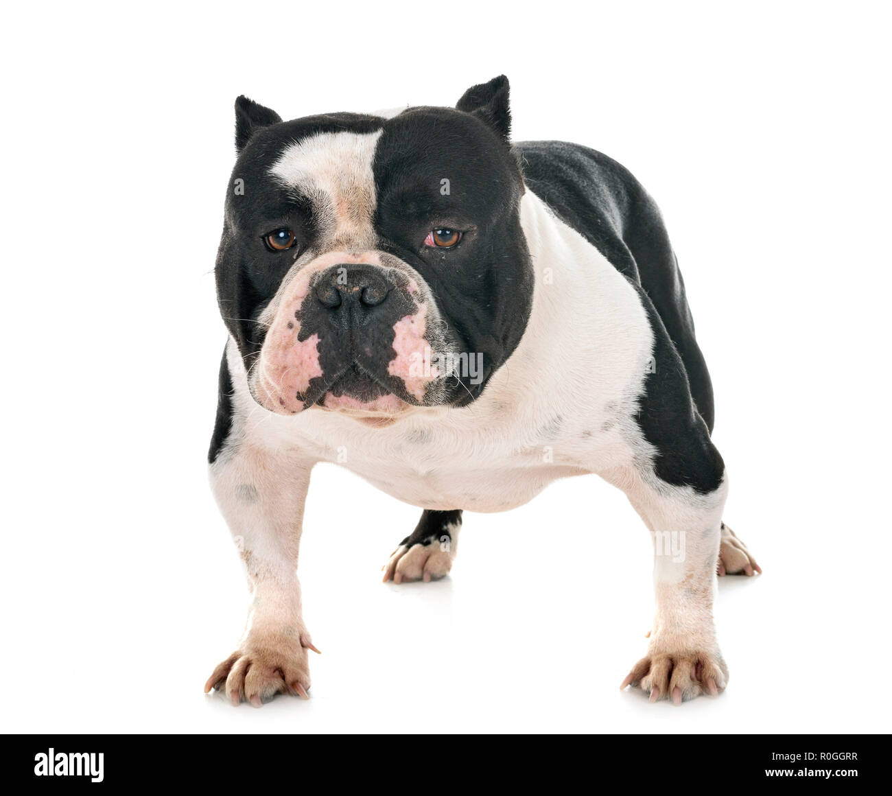 male american bully in front of white background Stock Photo - Alamy