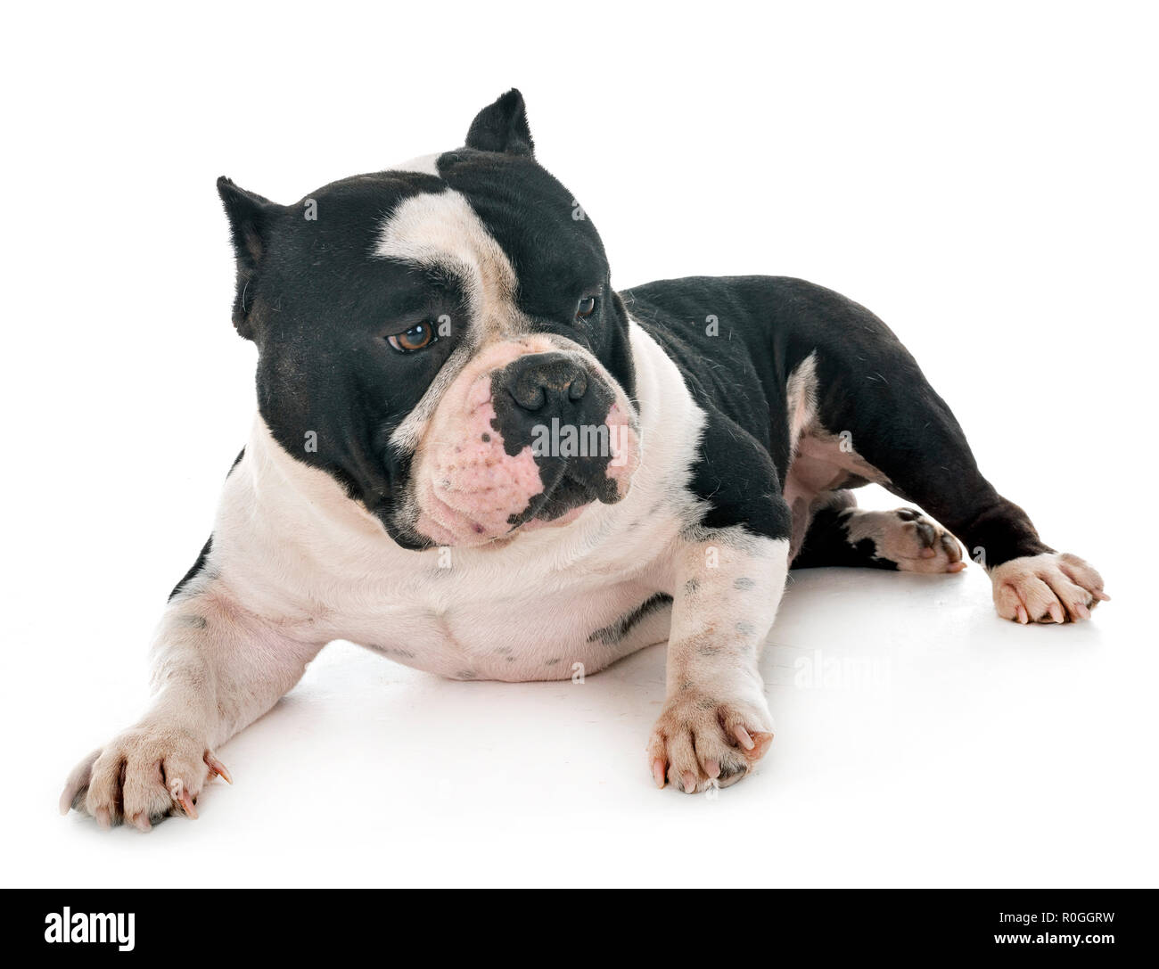 male american bully in front of white background Stock Photo - Alamy