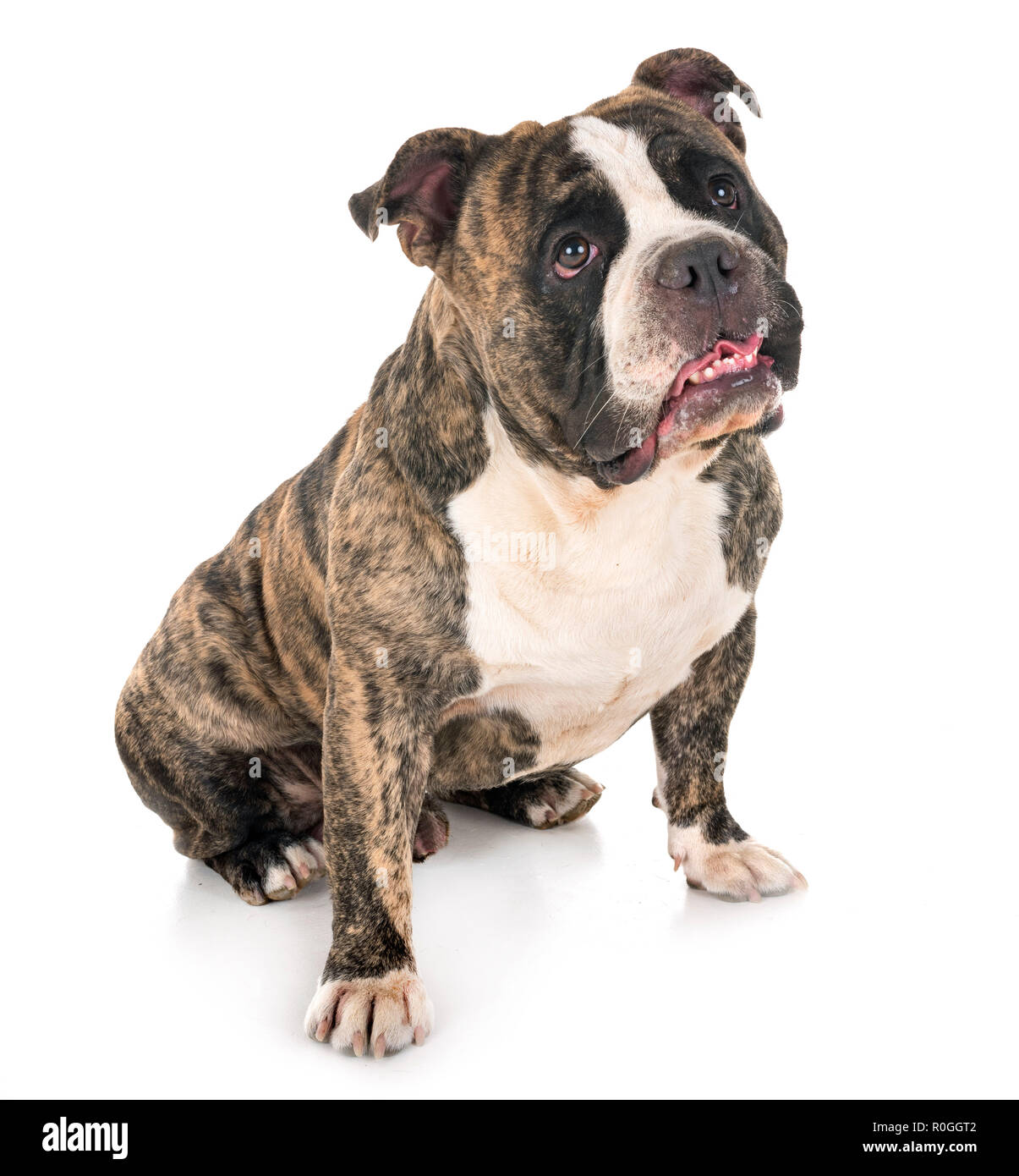male american bully in front of white background Stock Photo - Alamy