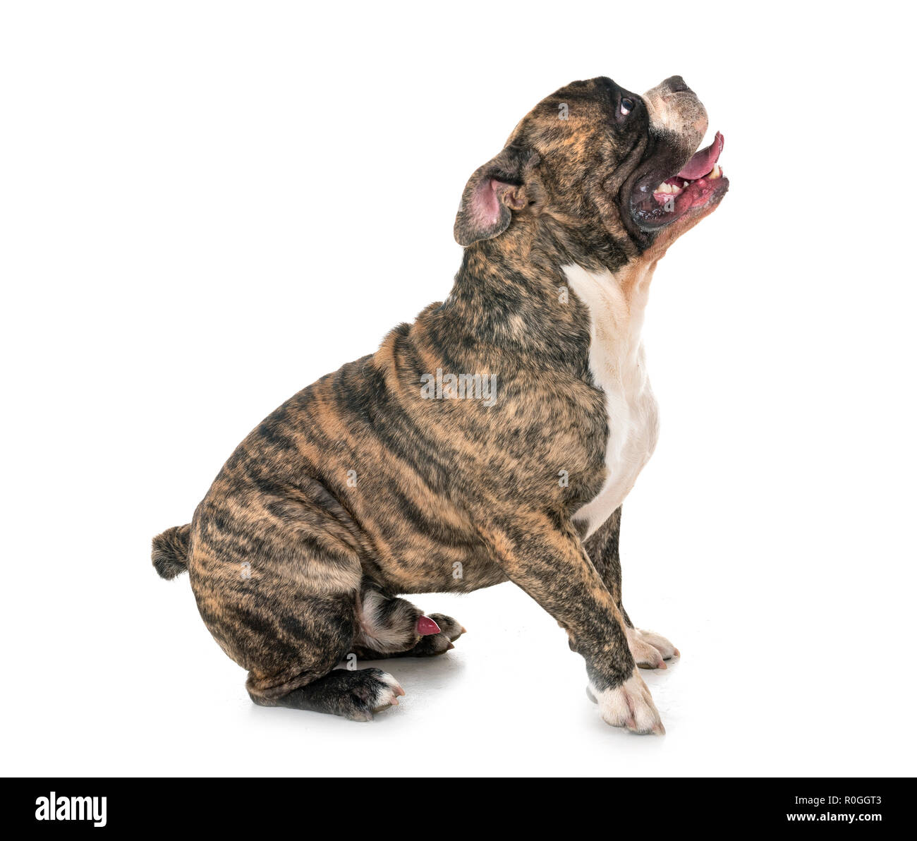 male american bully in front of white background Stock Photo - Alamy