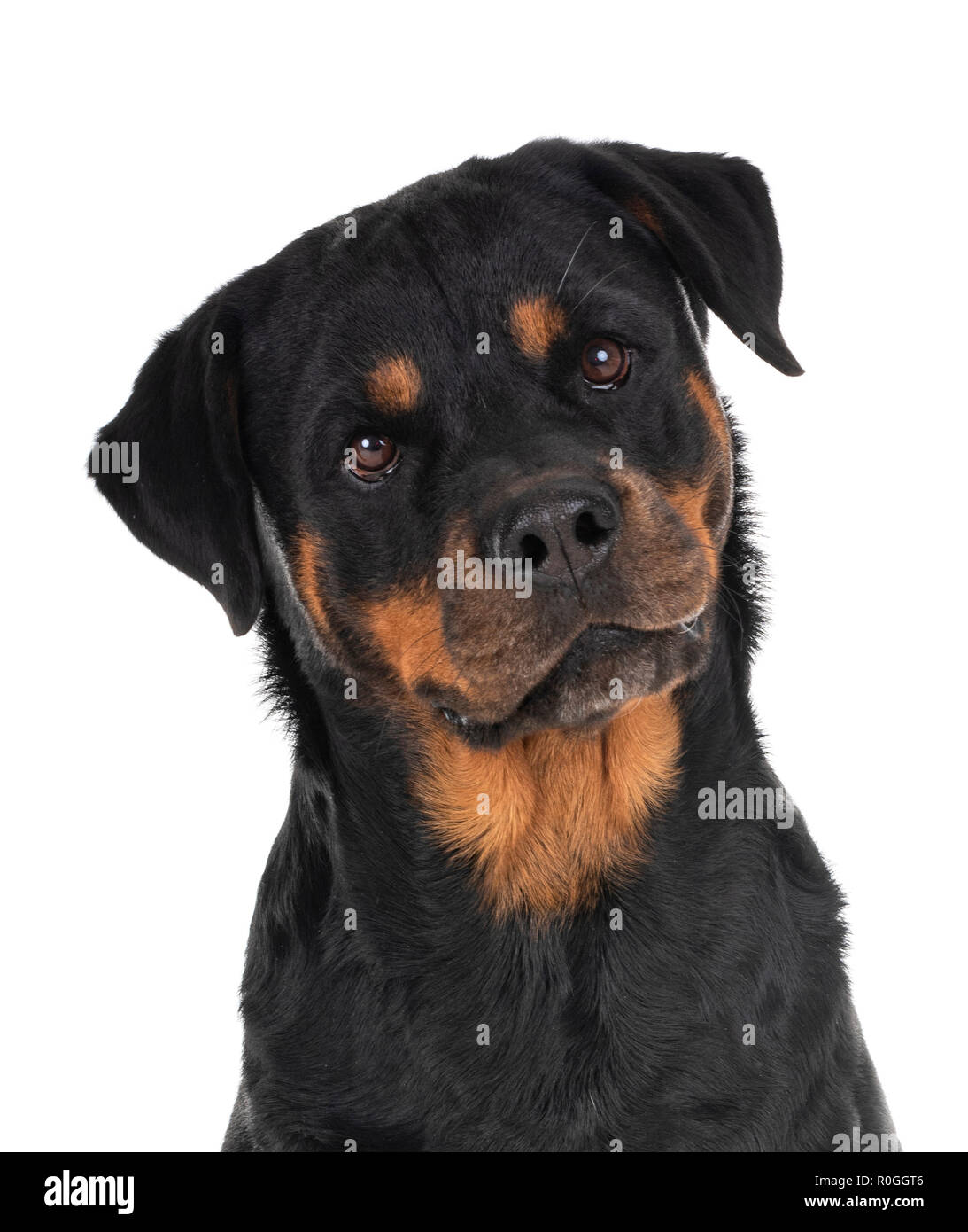 purebred rottweiler in front of white background Stock Photo - Alamy