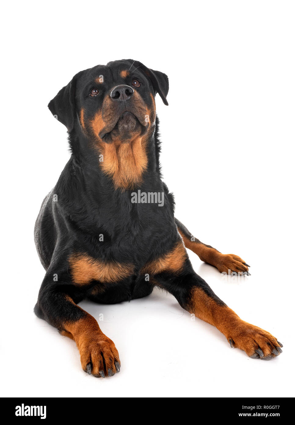 purebred rottweiler in front of white background Stock Photo - Alamy