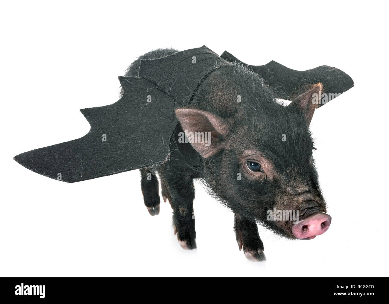 bat vietnamese pig in front of white background Stock Photo - Alamy