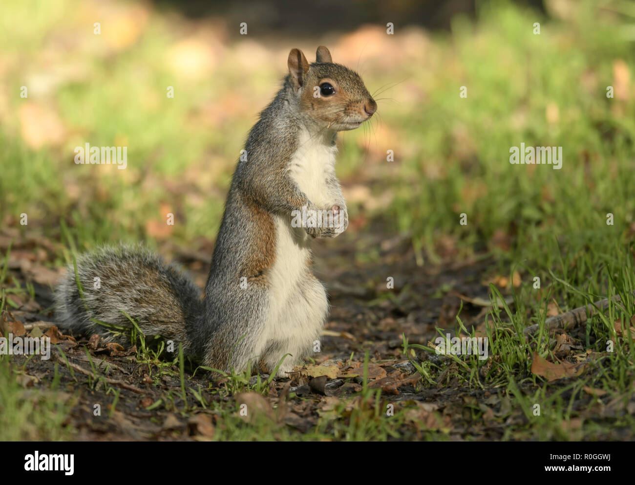 Grey Squirrel Sciurus carolinensis standing up on its hind legs and ...