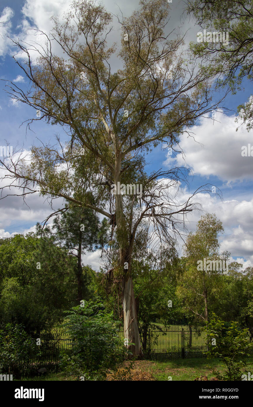 Smuts Museum High Resolution Stock Photography and Images - Alamy