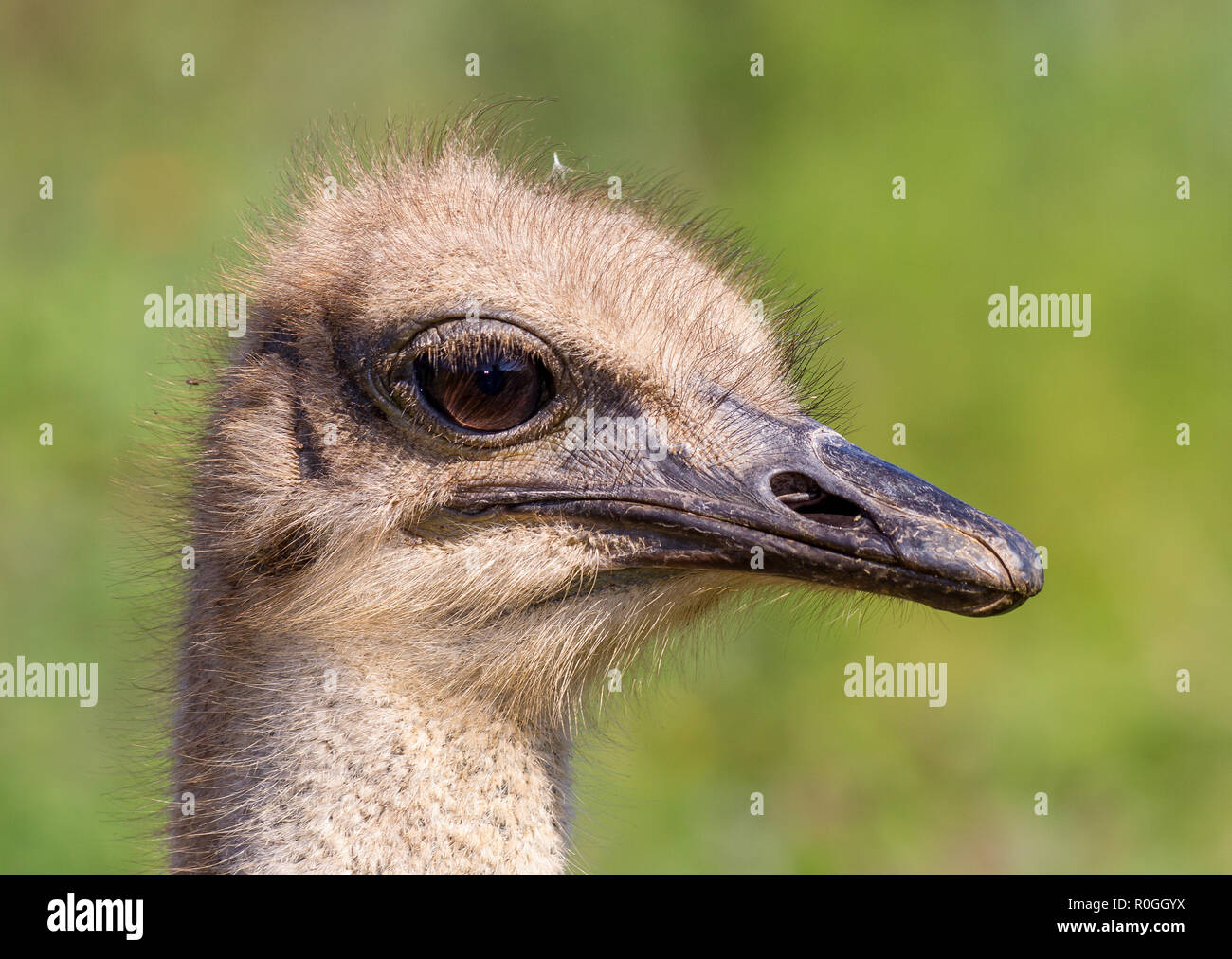 World war 2 south africa hi-res stock photography and images - Alamy