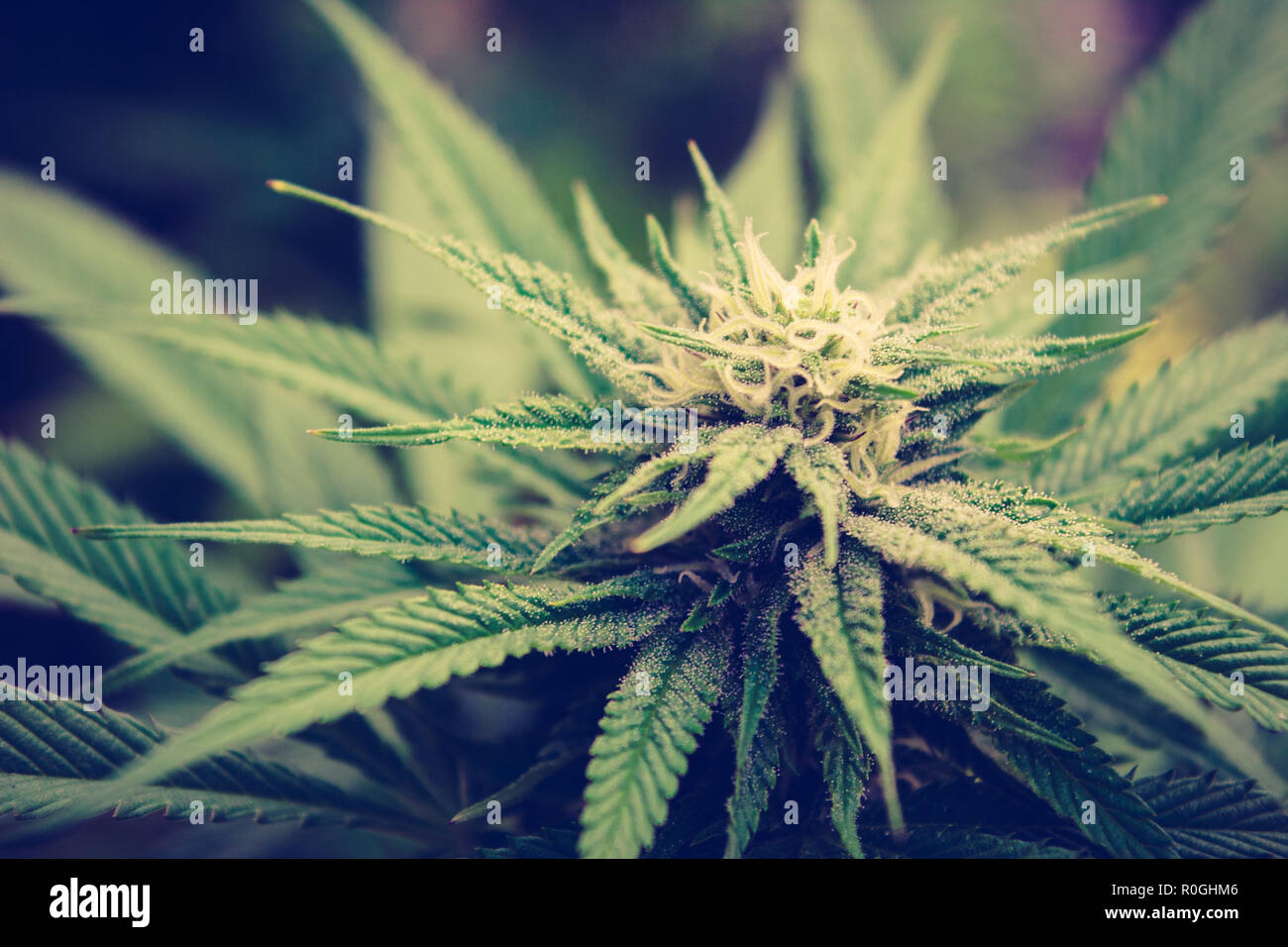 Hashish concepts hi-res stock photography and images - Alamy