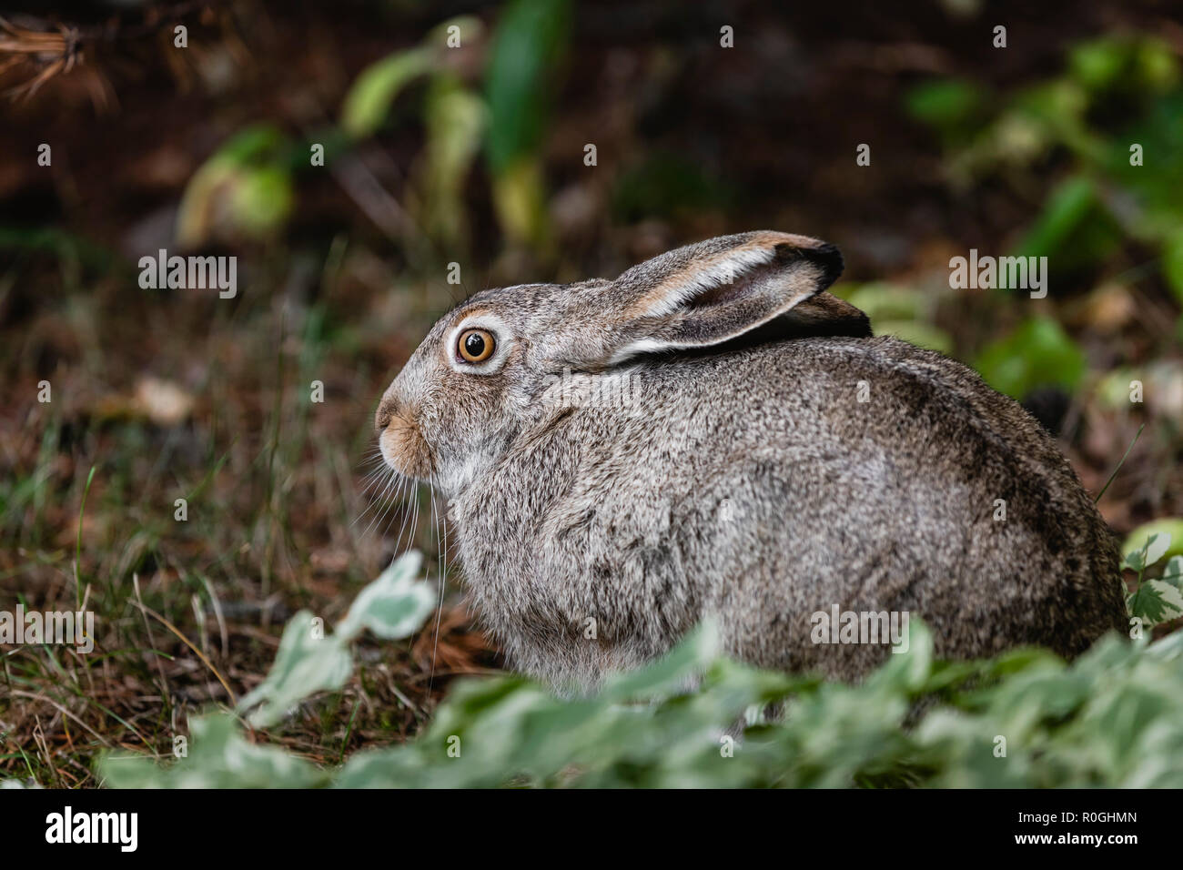 A white-tailed jackrabbit sits in the undergrowth. Taken in Edmonton ...