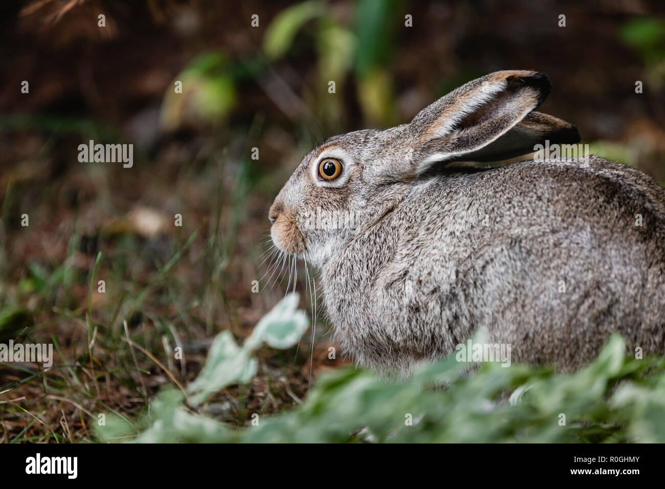 Jack the jackrabbit hi-res stock photography and images - Alamy