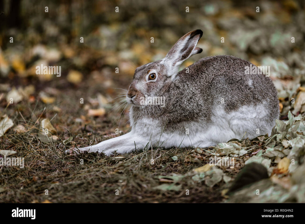 White tailed jackrabbit hi-res stock photography and images - Alamy