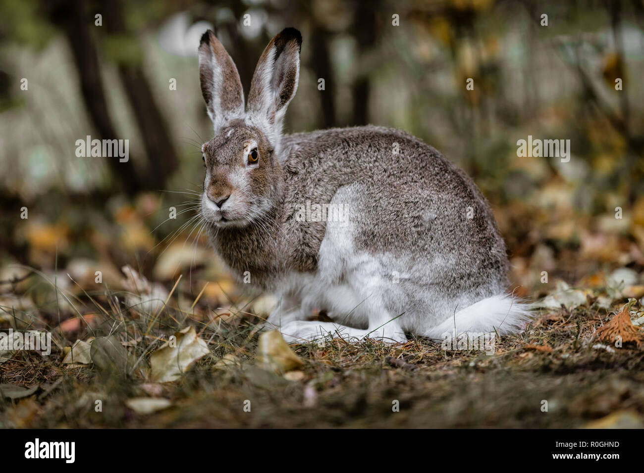White tailed jackrabbit hi-res stock photography and images - Alamy