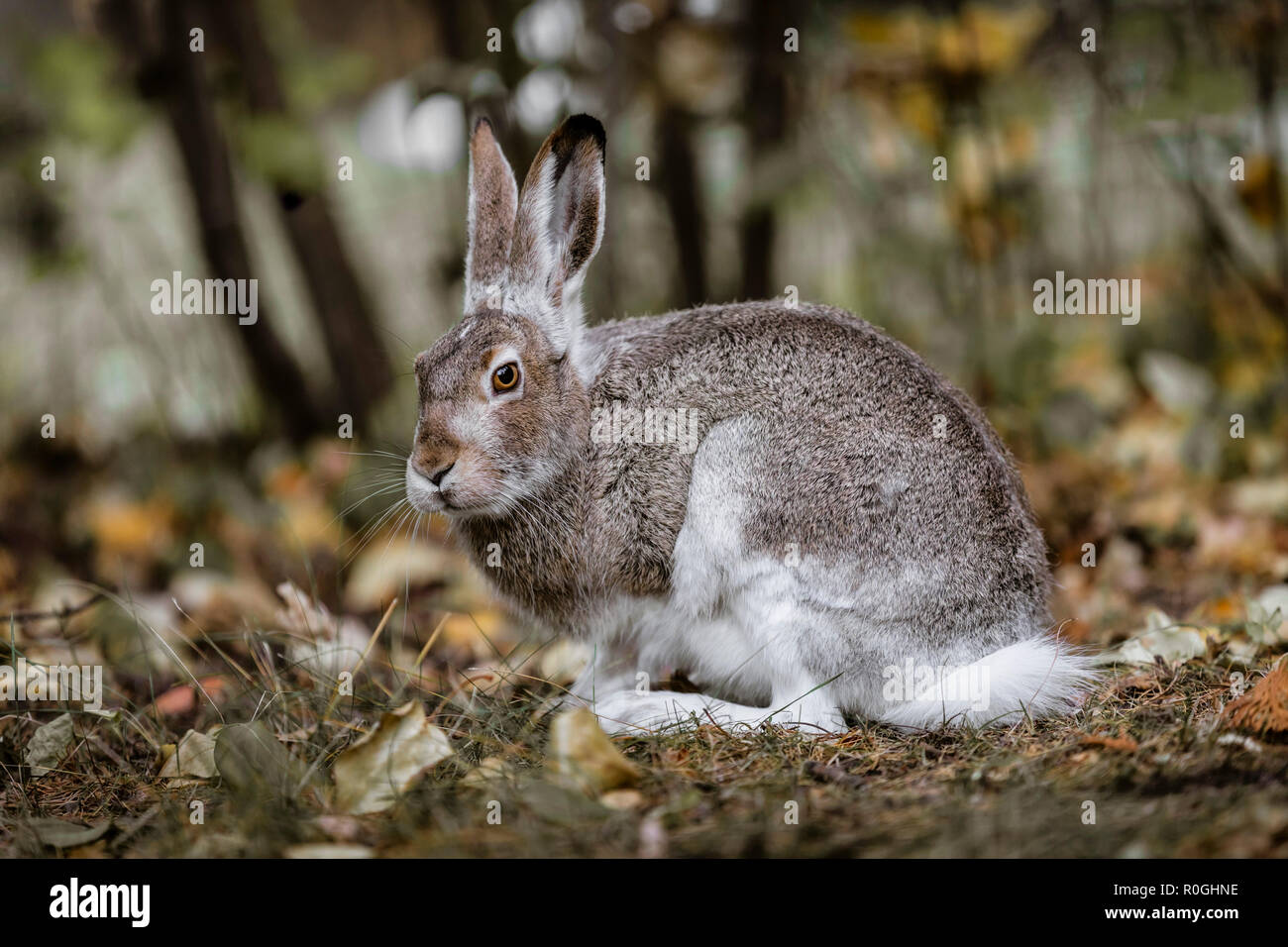 White tailed jackrabbit hi-res stock photography and images - Alamy