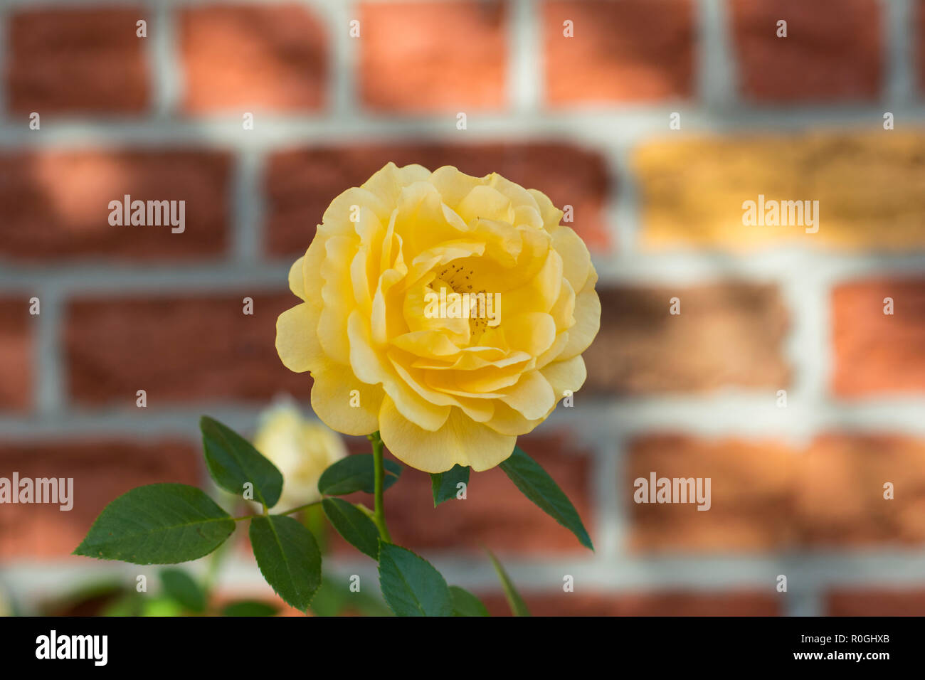 Flower and brick hi-res stock photography and images - Alamy