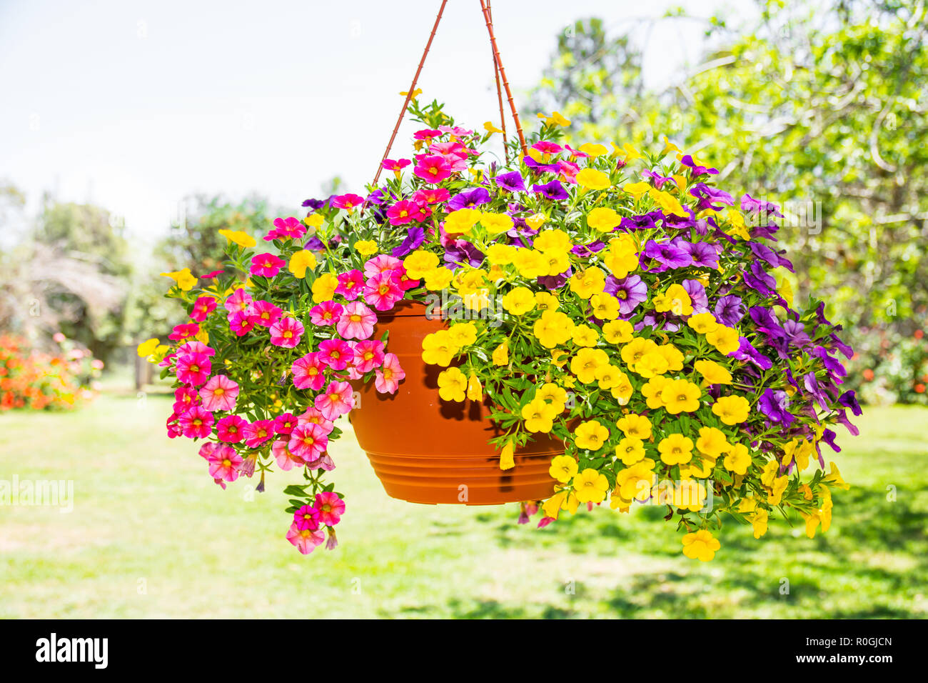 Calibrachoa hi-res stock photography and images - Alamy