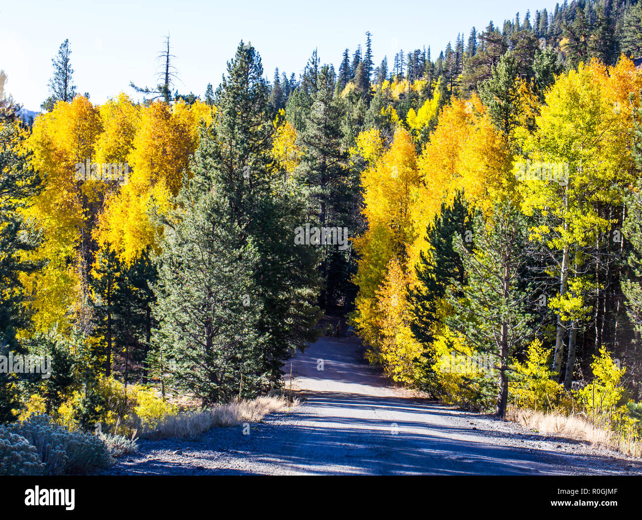 Changing Colors Of Fall In Forest Stock Photo - Alamy