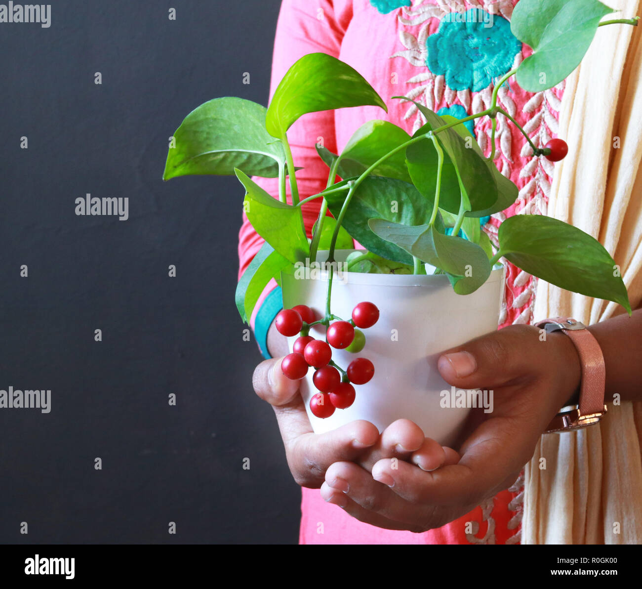 A sapling of plant Stock Photo - Alamy