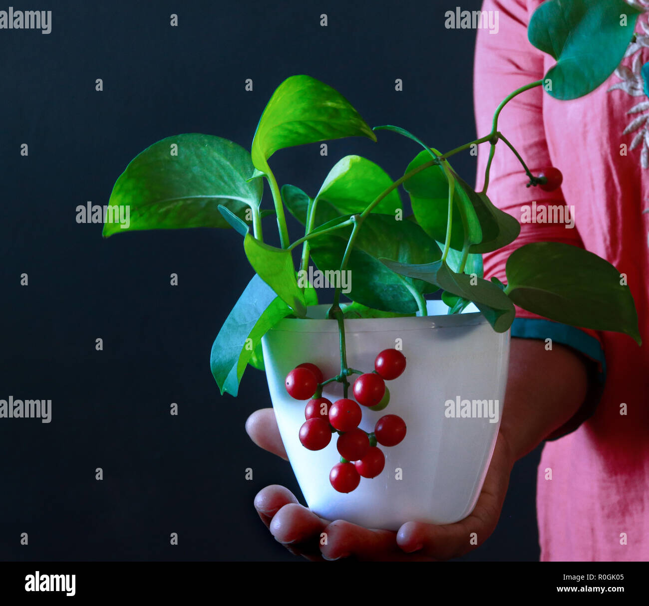 A sapling of plant Stock Photo - Alamy
