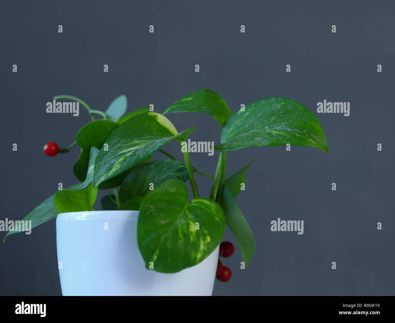 At a plant in a hi-res stock photography and images - Alamy