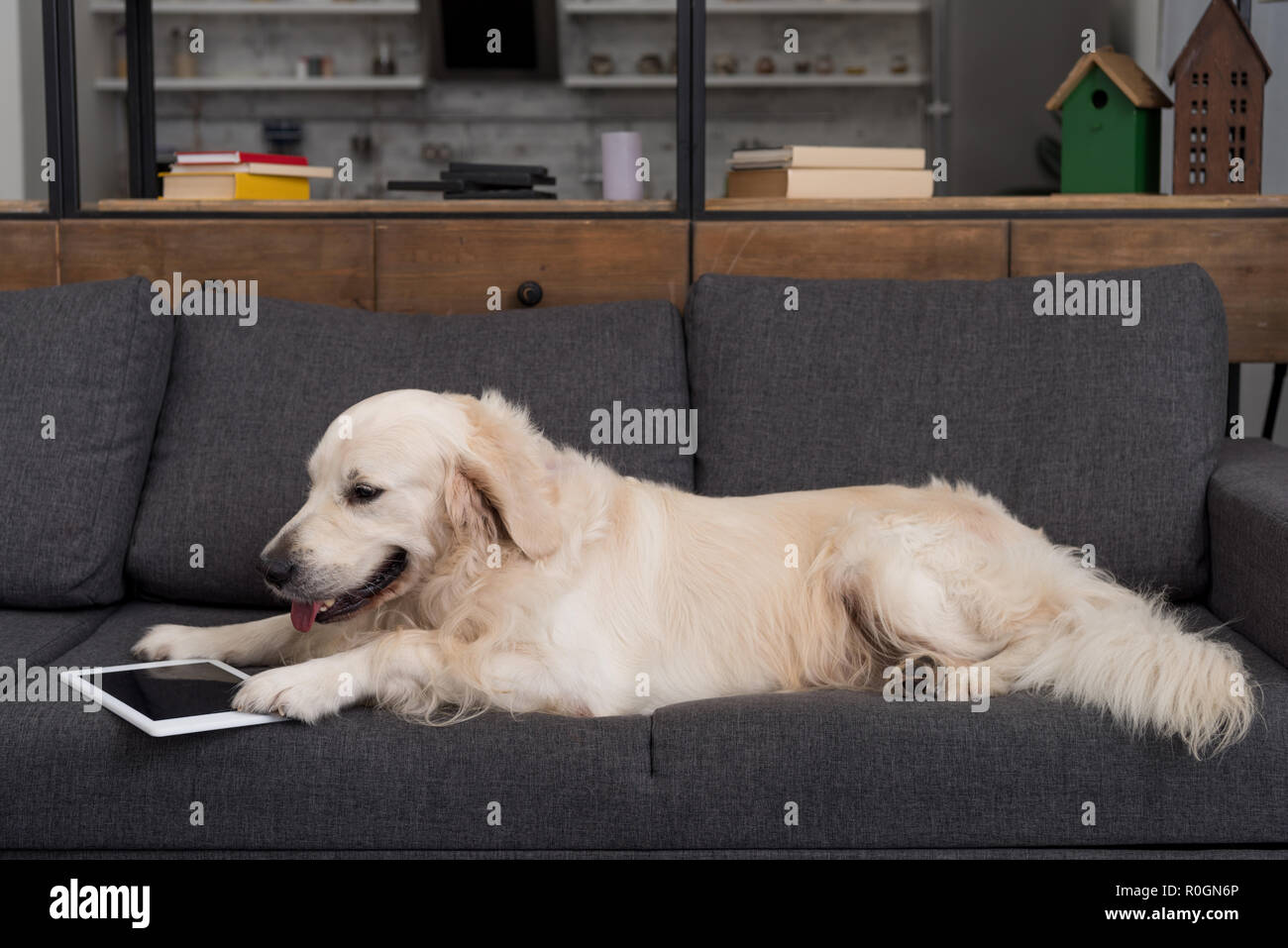 cute golden retriever lying on couch with tablet Stock Photo - Alamy