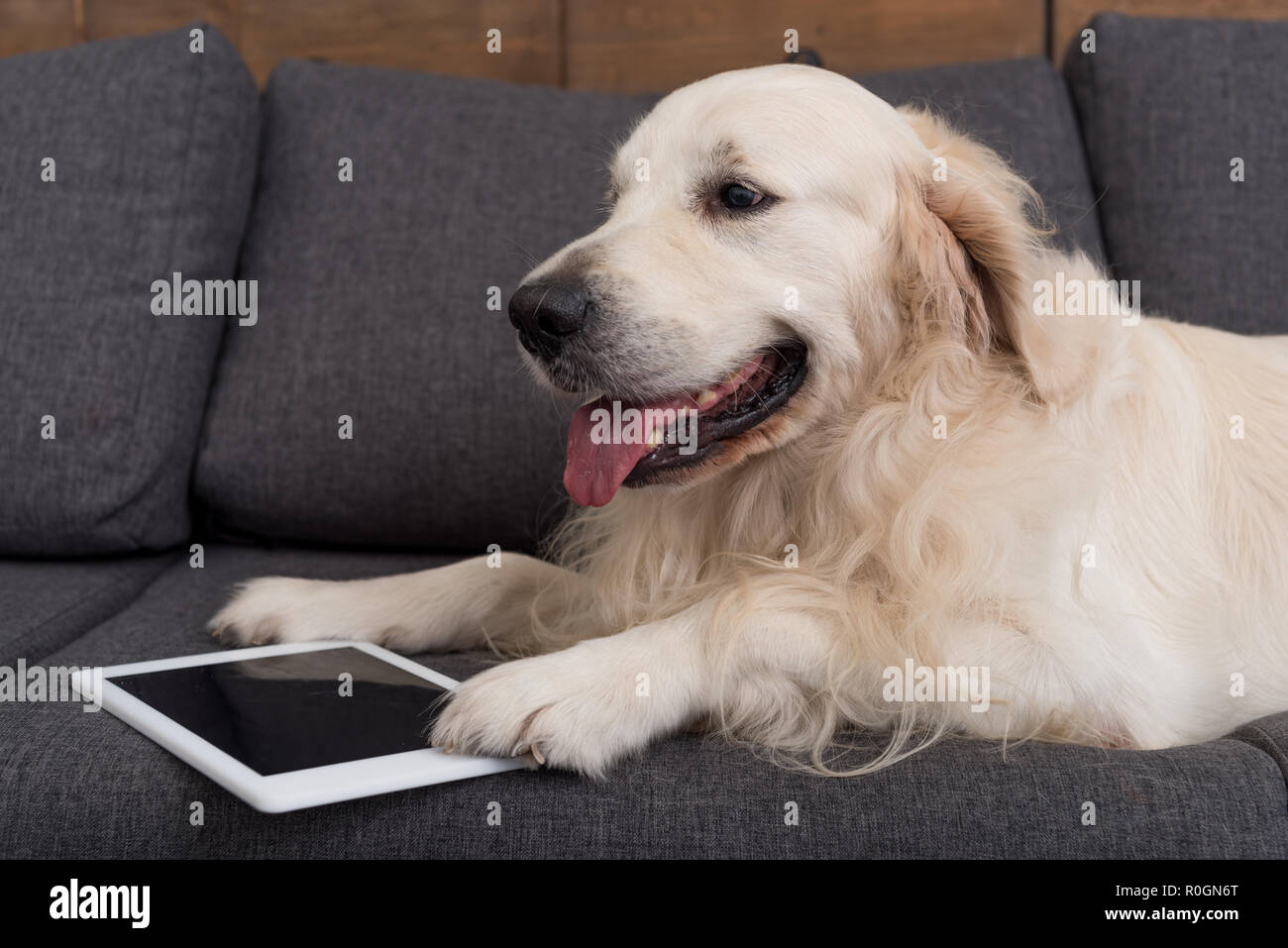 Golden retriever golden retriever dog with white empty blank hi-res ...