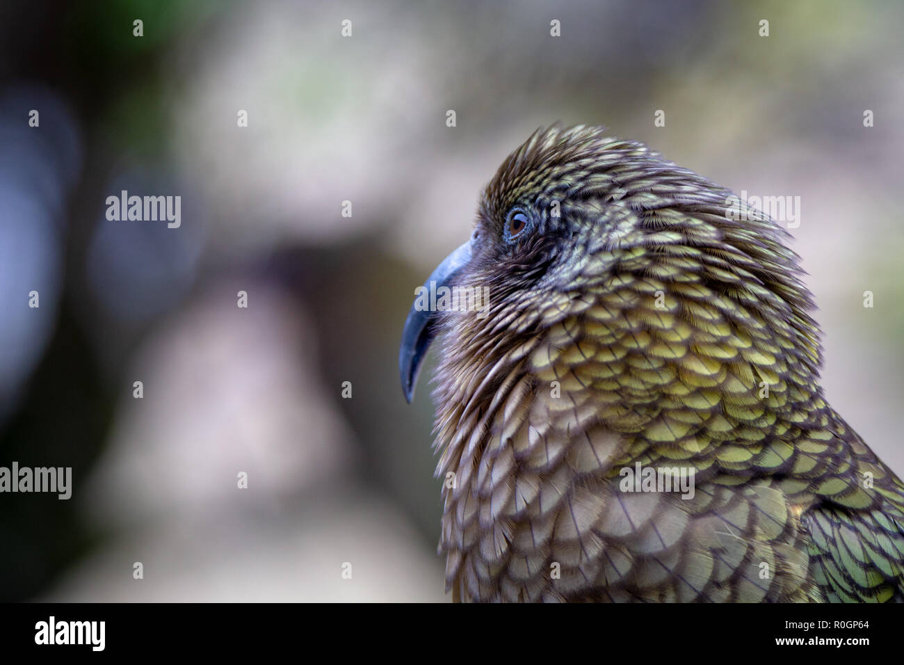 Kea nestor notabilis close hi-res stock photography and images - Alamy