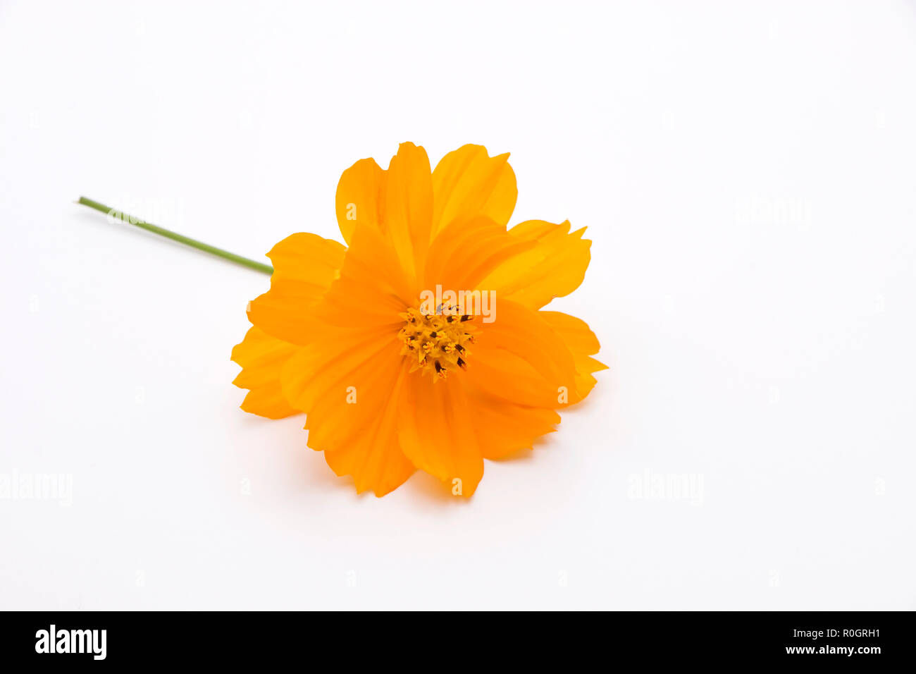 White flower beautiful yellow hi-res stock photography and images - Alamy