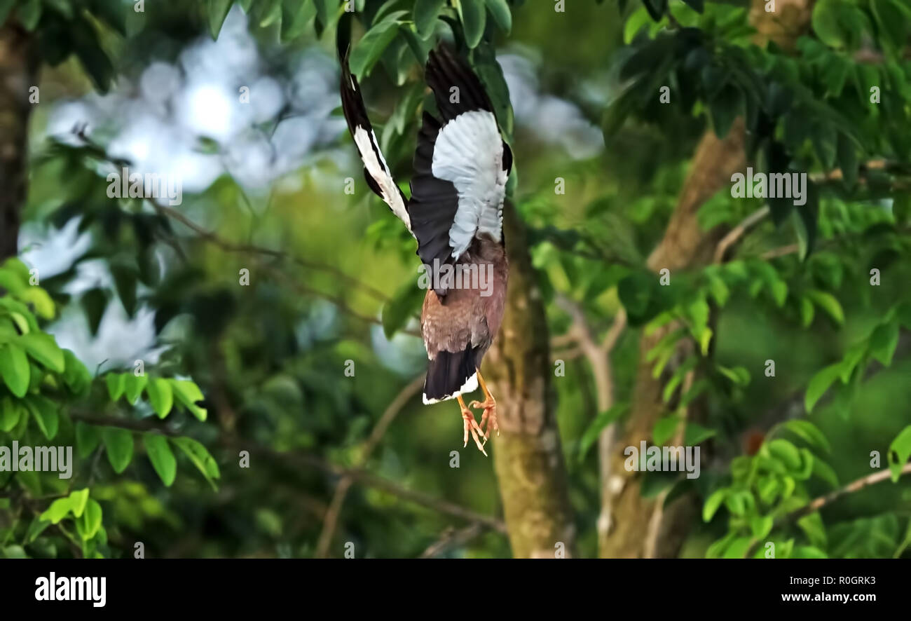 Common mynah hi-res stock photography and images - Alamy