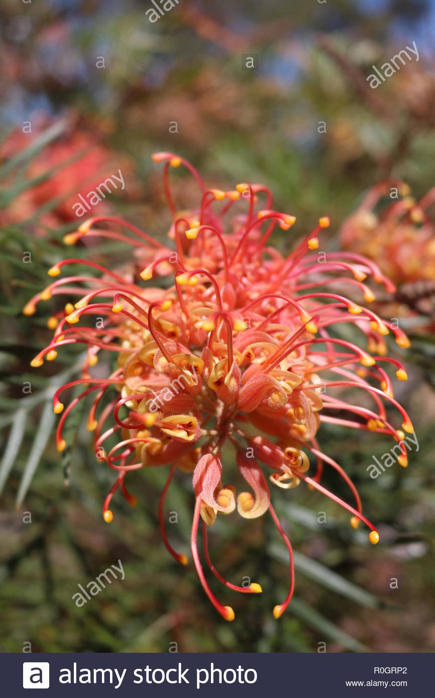 Toothbrush Grevillea High Resolution Stock Photography and Images - Alamy