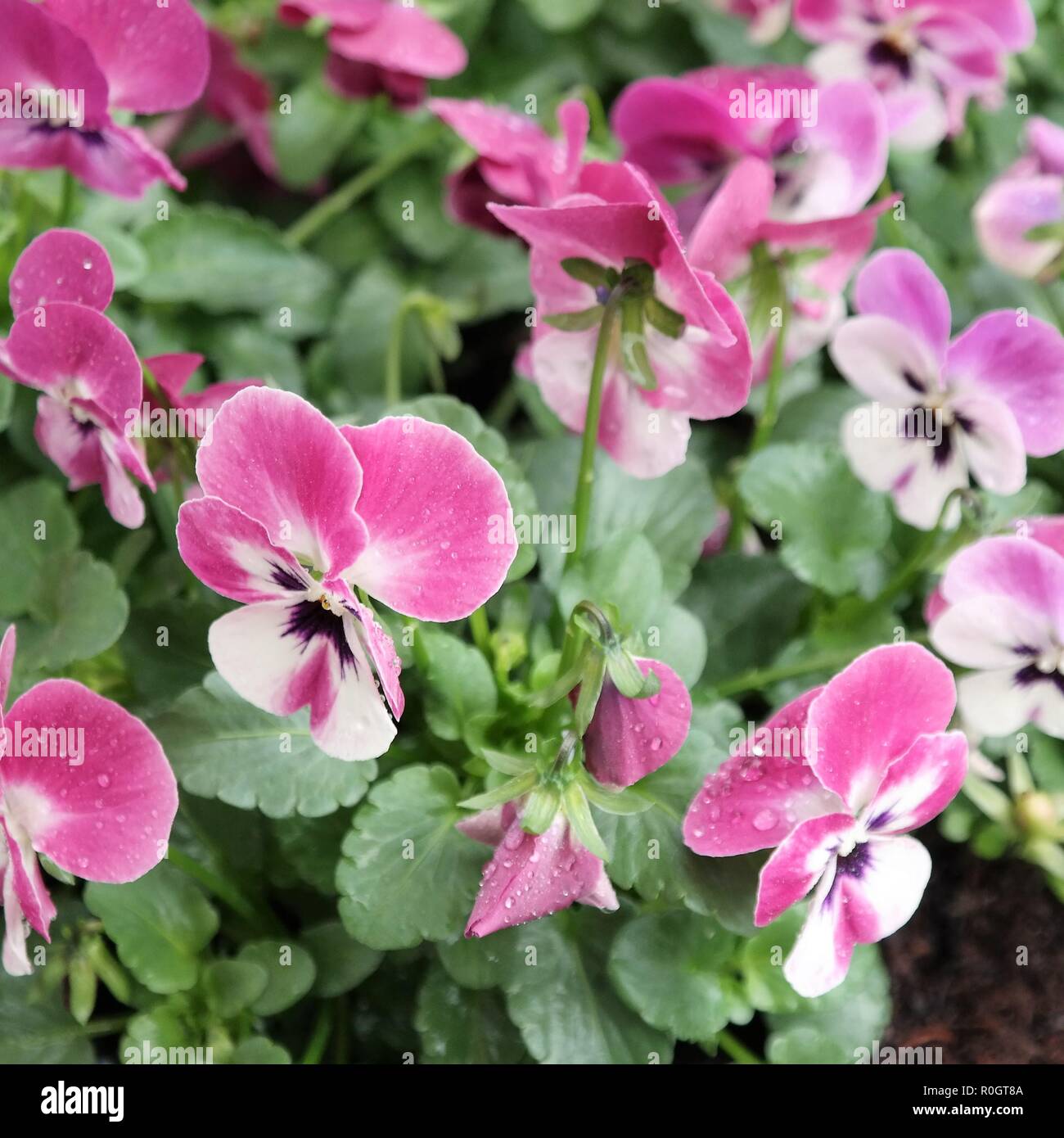Most beautiful violets hi-res stock photography and images - Alamy