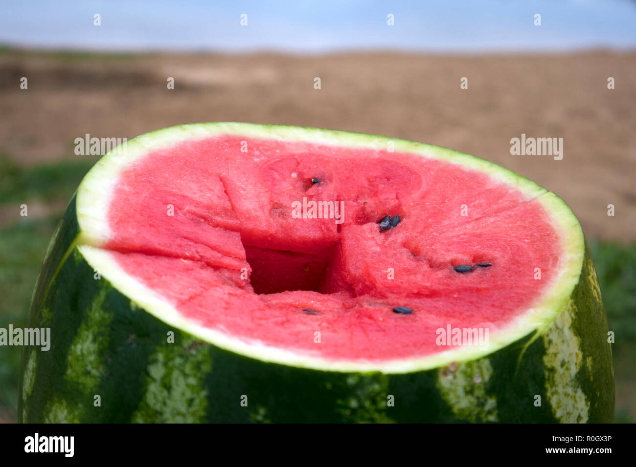 Lake landscape with juicy ripe notched watermelon standing on a rotten ...