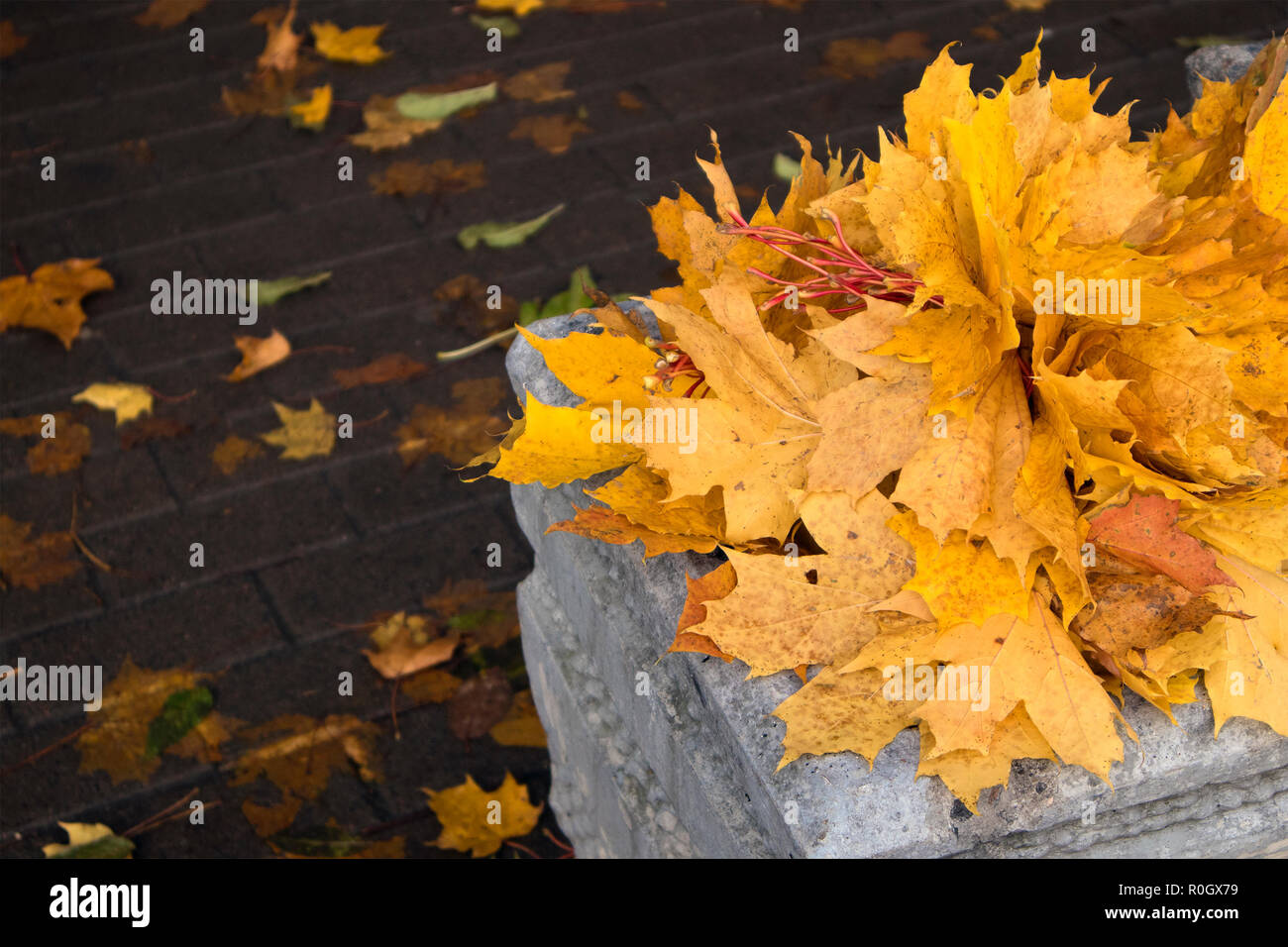 Autumn background with concrete street trash full of yellow maple ...