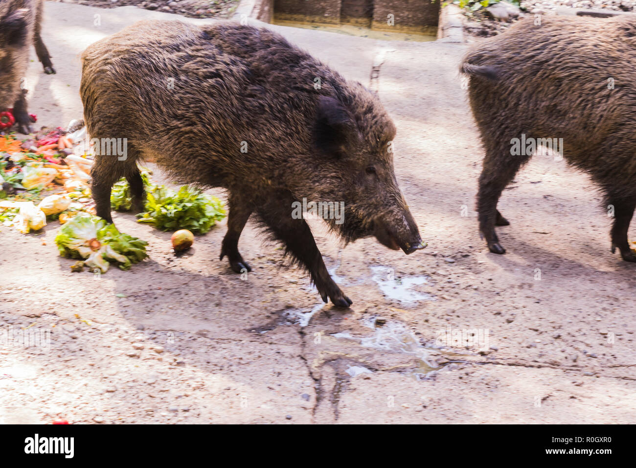 several jabalies eating fruits and vegetables Stock Photo - Alamy