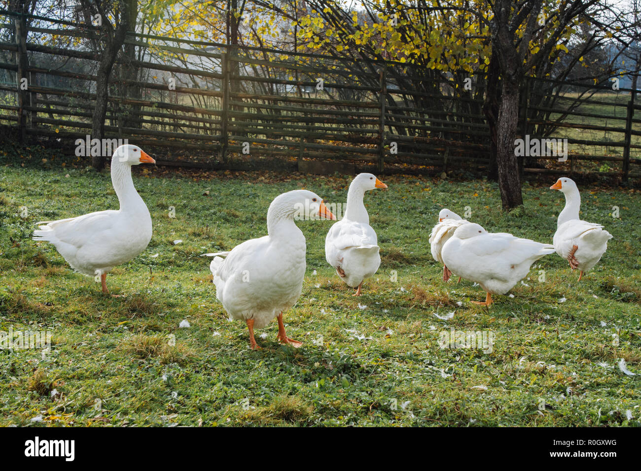 Pictures of farm animals made during autumn. Different kind of animals ...