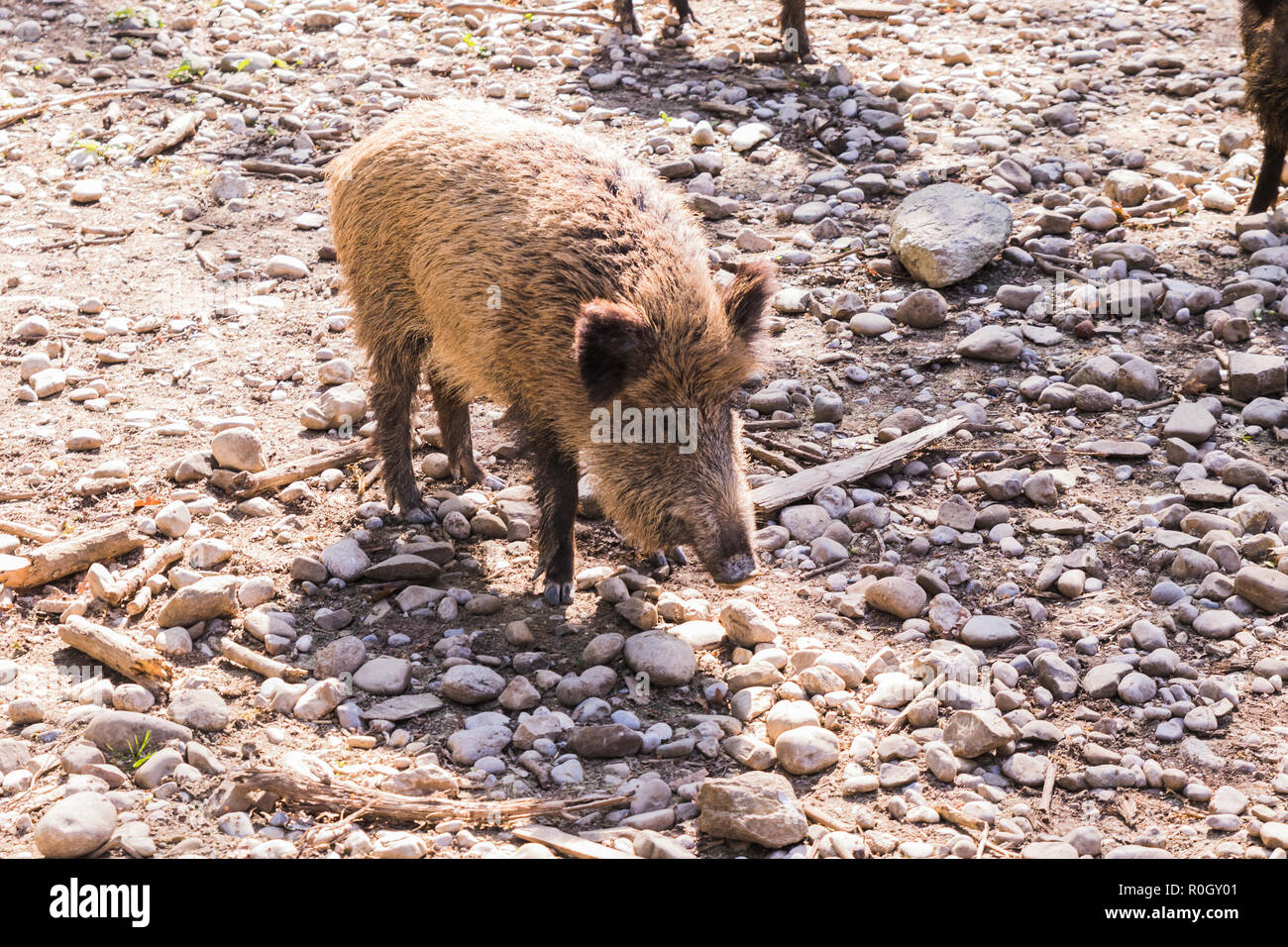 several jabalies eating fruits and vegetables Stock Photo - Alamy