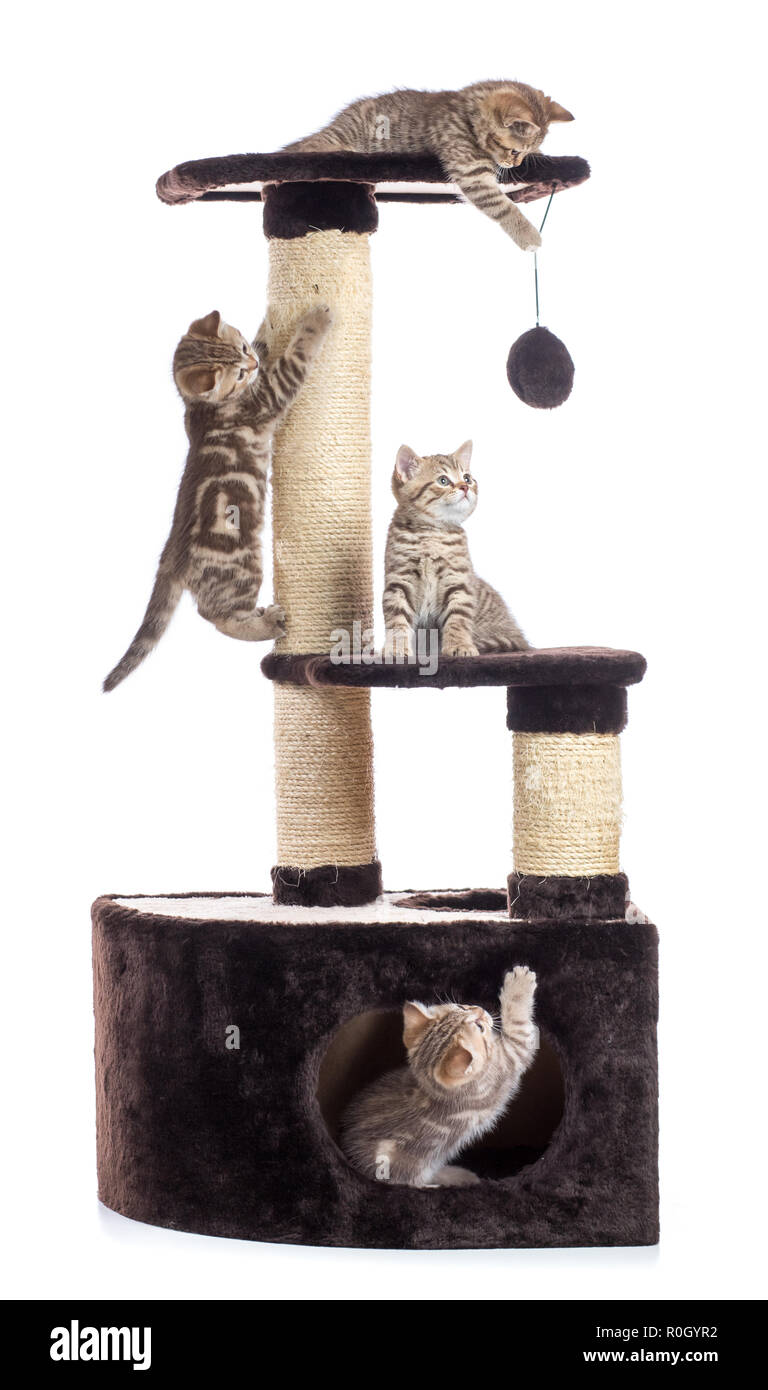 Cat tree scratching post or activity centre. Kittens playing around ...