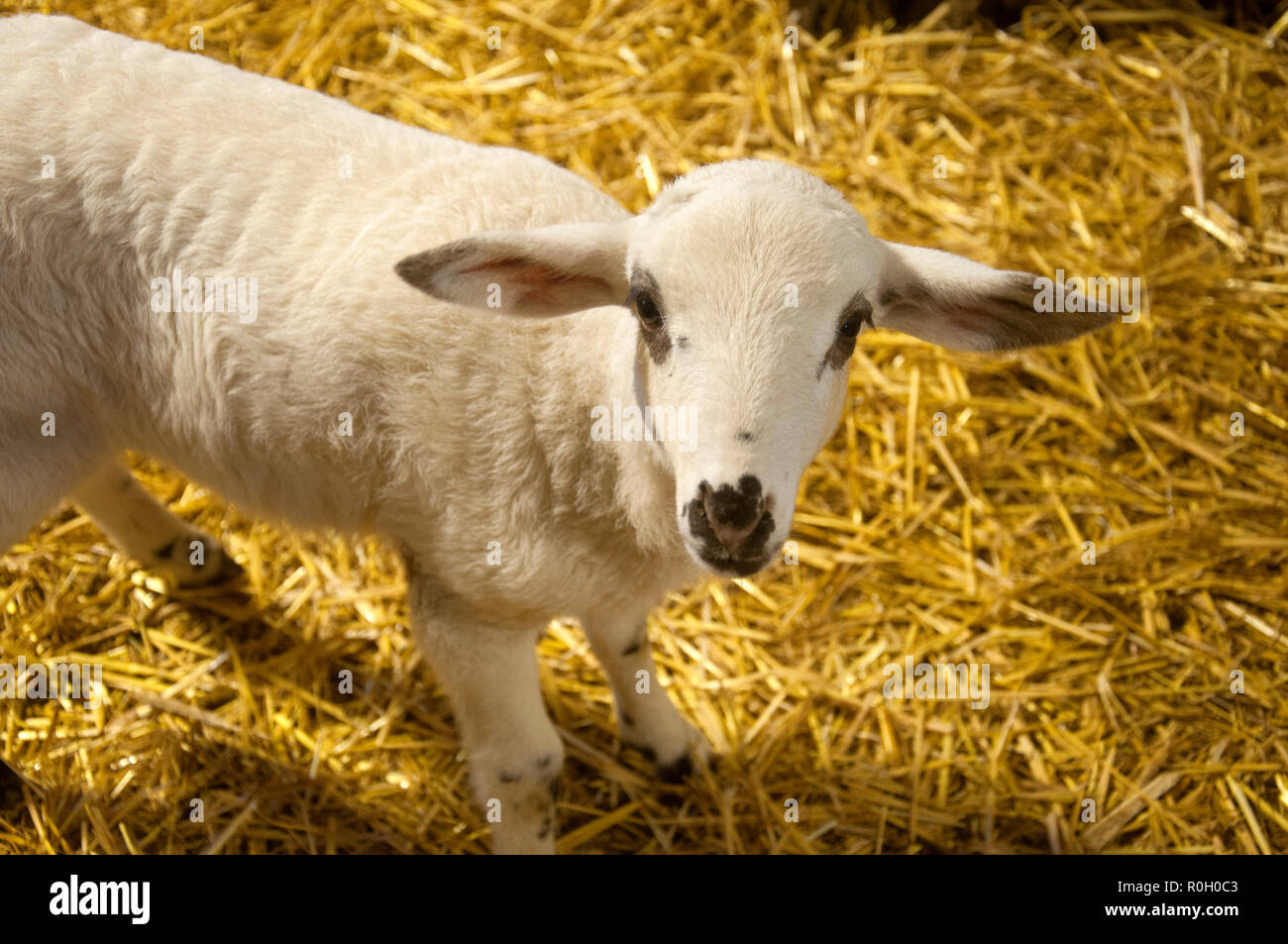 Small white lamb on the hay background, farm Stock Photo - Alamy