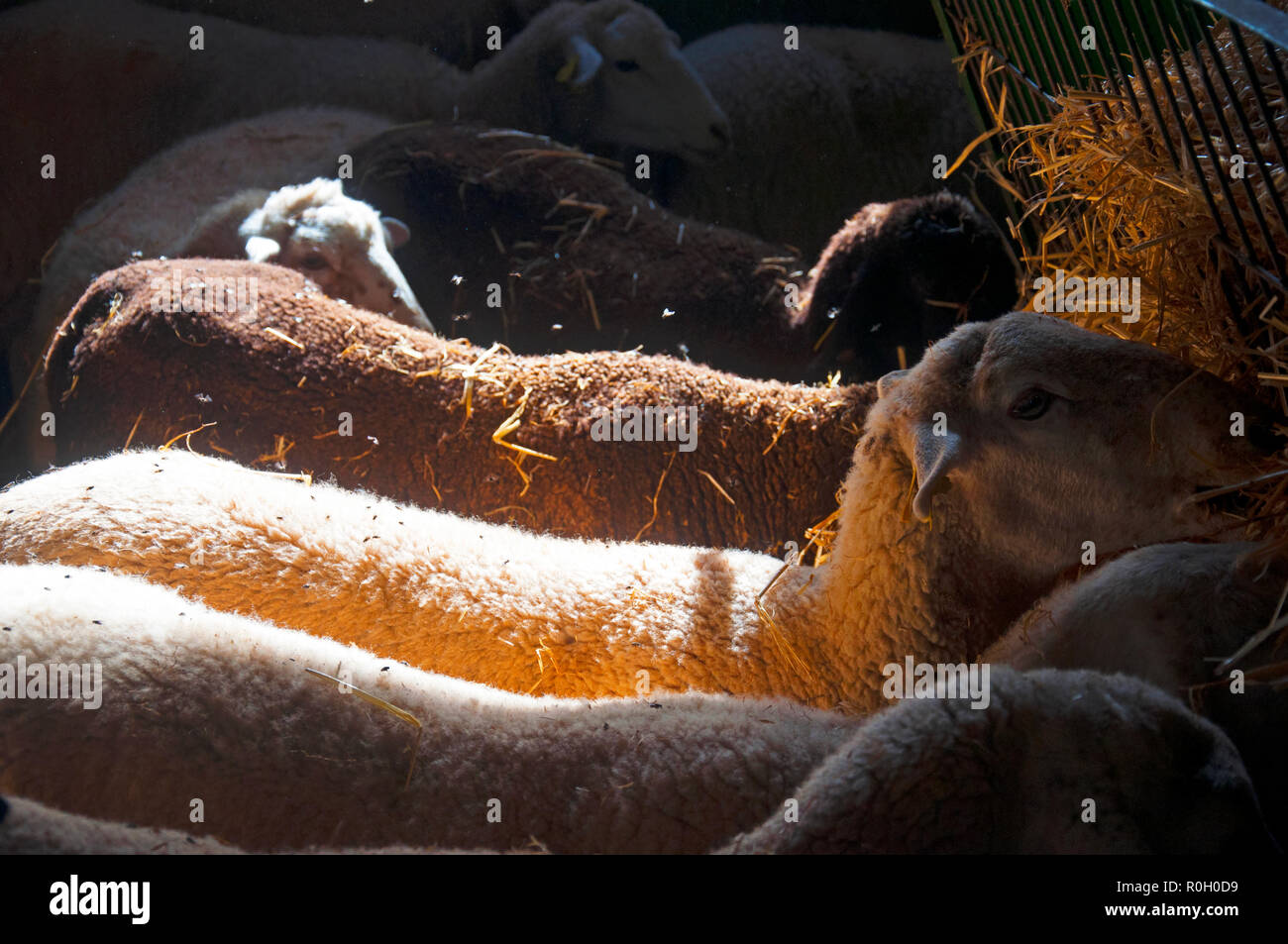 Different colored sheep hi-res stock photography and images - Alamy