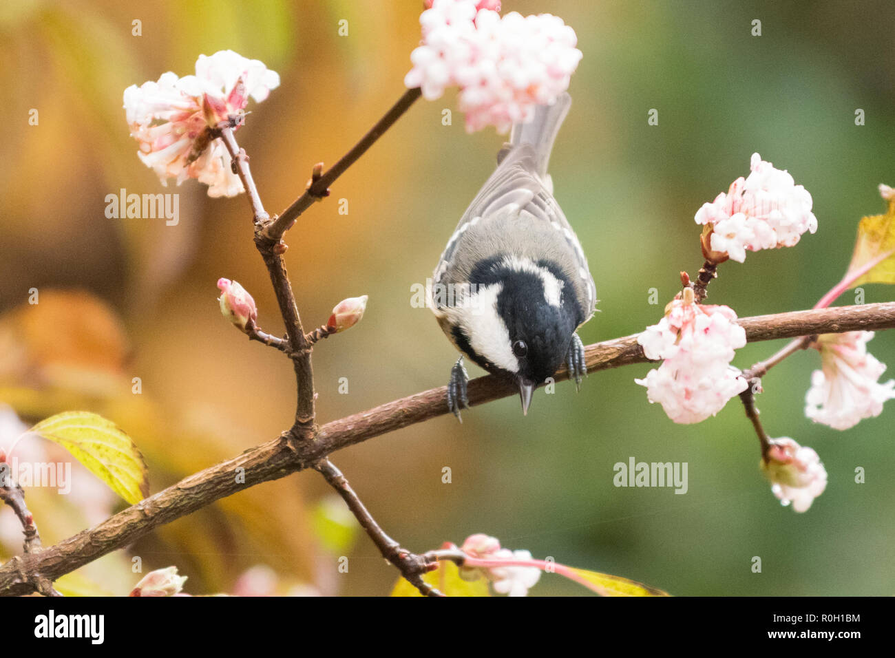Coal Tit - Periparus ater - on Viburnum bodnantense dawn winter ...