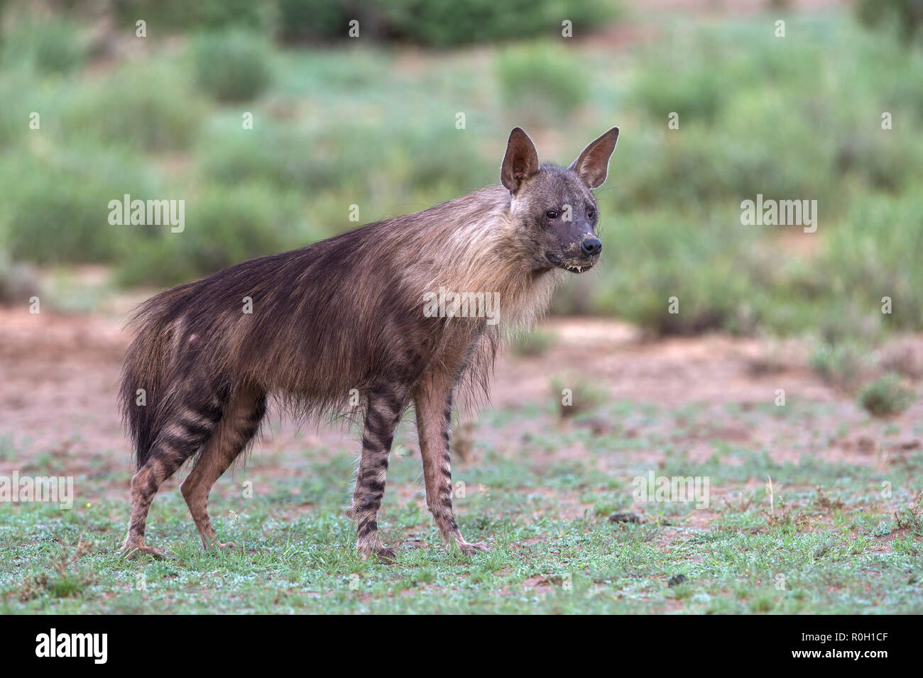 Brown hyena parahyaena brunnea hi-res stock photography and images - Alamy