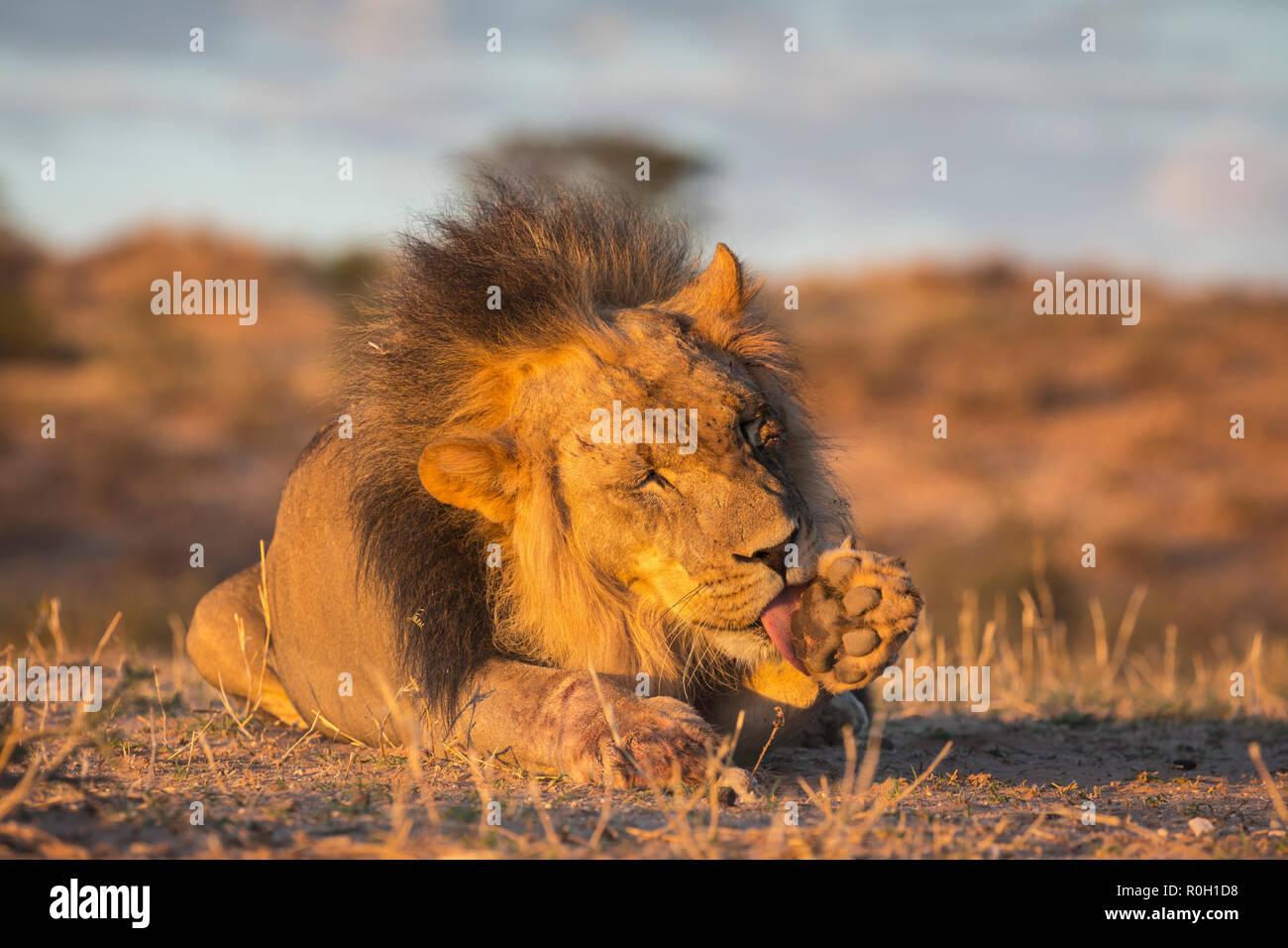 Lion grooming hi-res stock photography and images - Alamy