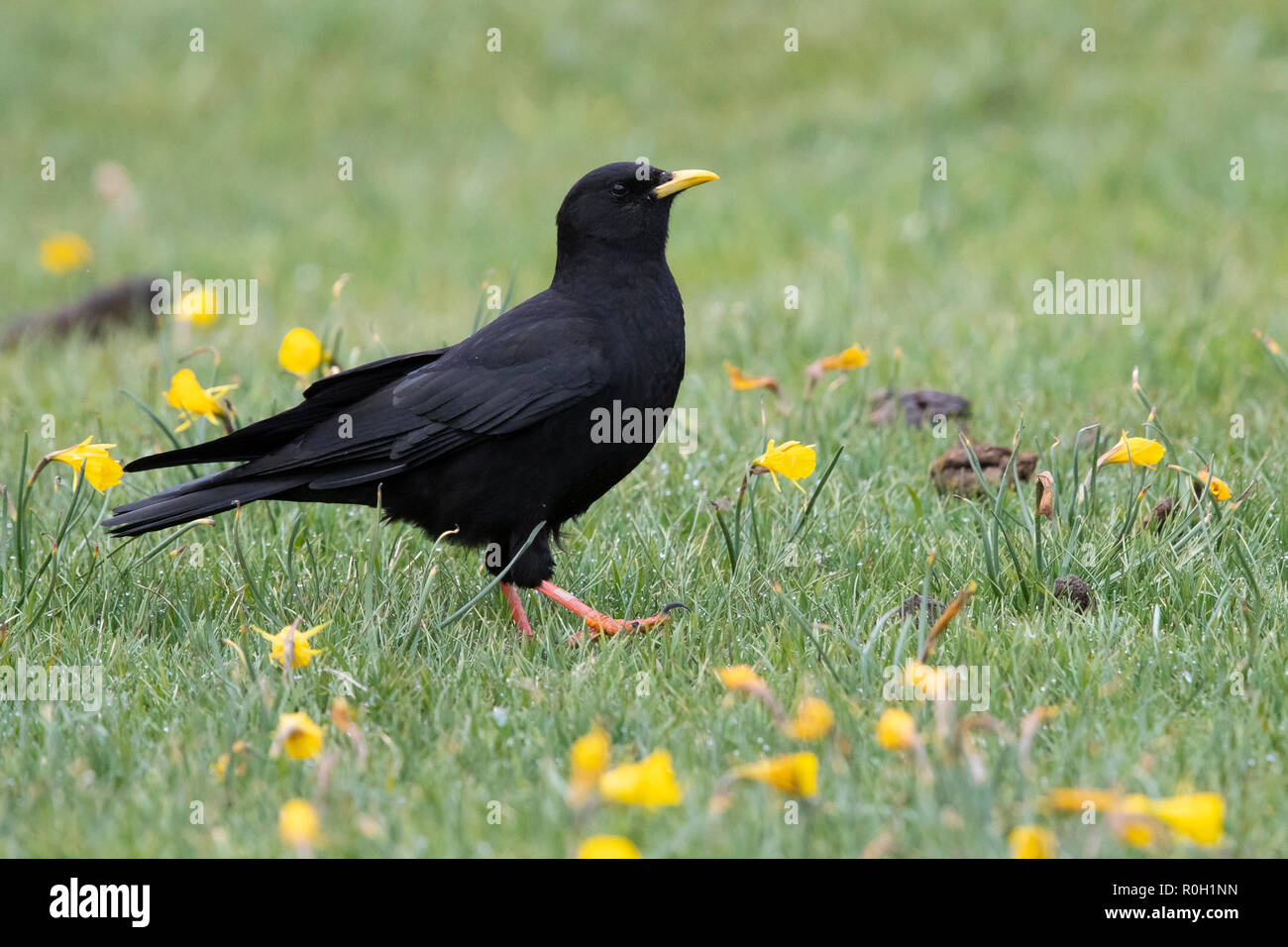 Alpine Chough (Pyrrhocorax graculus), side view of an adult standing on ...