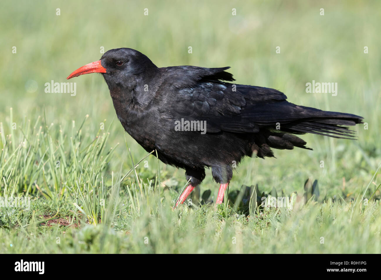 Red-billed Chough (Pyrrhocorax pyrrhocorax barbarus), side view of an ...