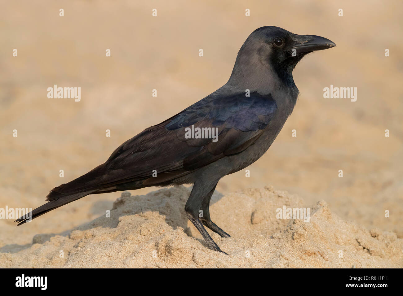 House Crow (Corvus splendens), side view of an adult standing on the ...