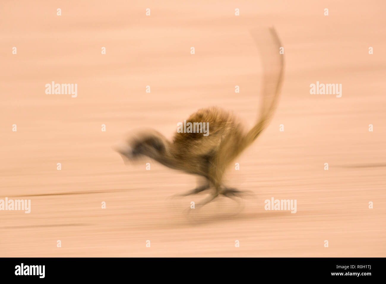 Meerkat (Suricata suricatta) running, Kgalagadi Transfrontier Park ...