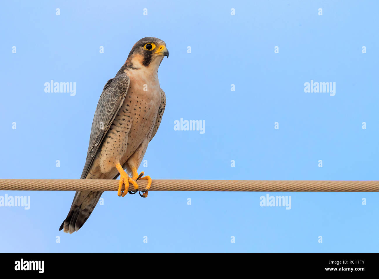 Barbary falcon falco pelegrinoides adult hi-res stock photography and ...