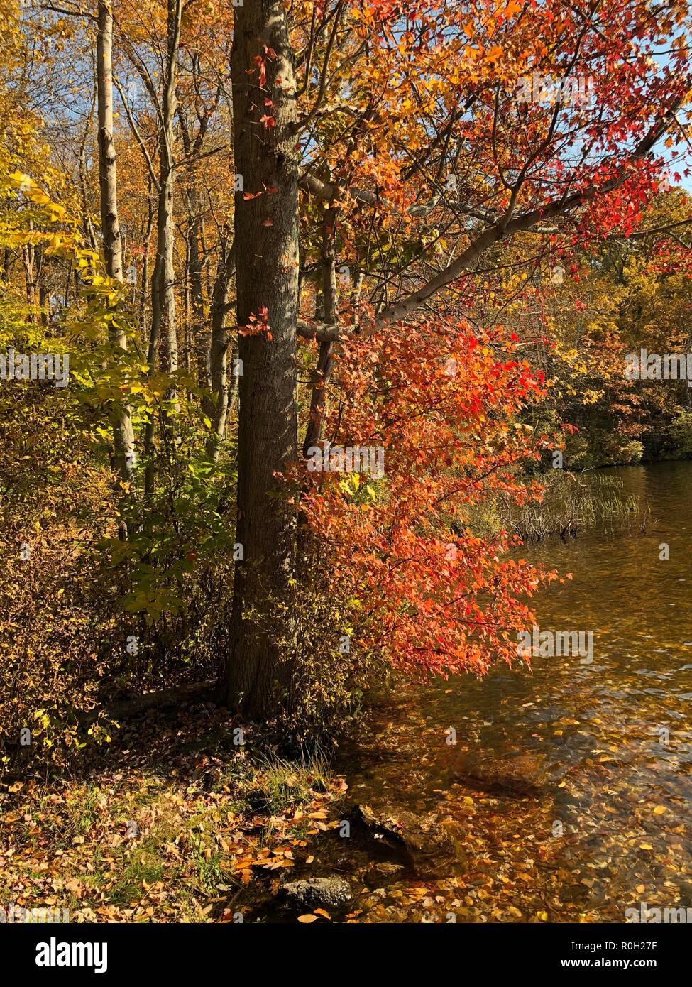 Vivid fall foliage reflected in a lake in New England Stock Photo - Alamy