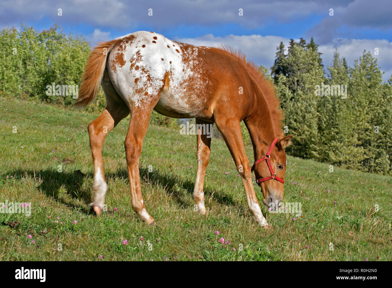 Appaloosa horse spotted hi-res stock photography and images - Alamy